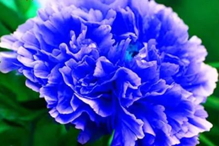 10 Seeds Chinese Rare and Precious Species of Blue Peony Flower Bonsai