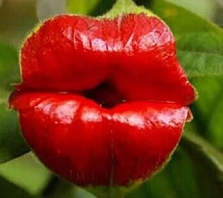 100 Seeds Rare Sexy Red Lip Flower Seeds Rare