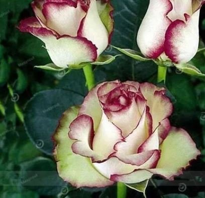 100 Seeds New Fire and Ice Rose 100 Seeds