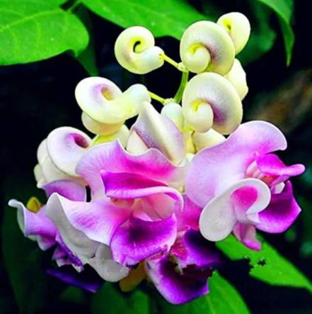 20 Seeds Snail Vine Seeds Wisteria Snail Vine Flores Bonsai
