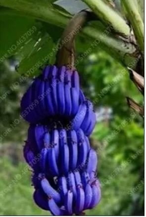 100 Seeds Dwarf Banana - Blue Skin