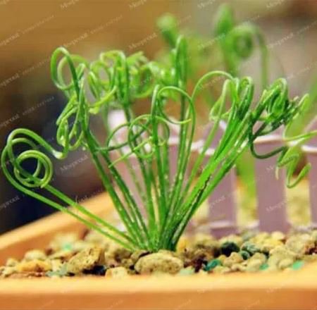 100 seeds Latifolia Spring Grass Bonsai Albuca Namaquensis Spiral Grass ...