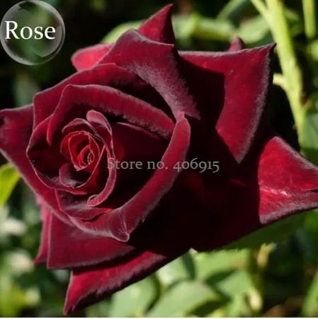50 Seeds Black Baccara Rose Shrub