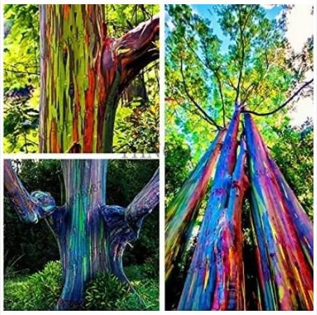 100 Seeds Rainbow Eucalyptus Seed Tropical Tree