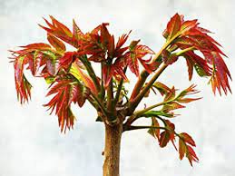 50 Seeds Chinese Toon Seeds Edible Red Oil Toon Sinensis Tree Bonsai