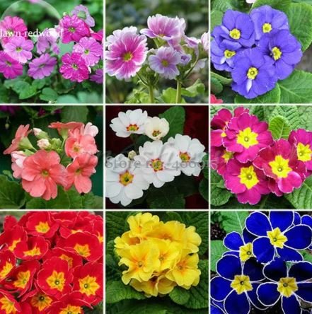 30 Seeds Mixed 9 Types of Evening Primrose