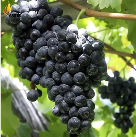 100 Seeds Little Bee' Black Grape Fruit