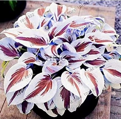 200 seeds Hosta Bonsai Perennials Plantain Beautiful Lily Flower White