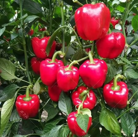200 Seeds Giant Sweet Pepper Rose Red Black Yellow Whit
