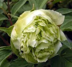 10 Seeds Chinese Peony Tree Seeds Light Green Ball Type Flowers