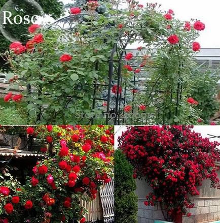 50 Seeds Fresh Red Climbing Rose flowers
