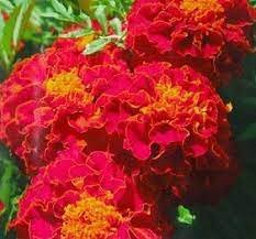 50 Seeds Fire Red French Marigold Annual Flowers