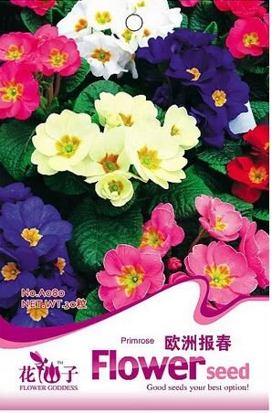 30 Seeds Primula Vulgaris Mix Common Primrose Flower