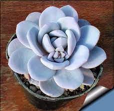 40 seeds Rare Mini Blue lithops Plant Succulent Flores Ass Flower plantas