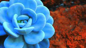 40 seeds Rare Mini Blue lithops Plant Succulent Flores Ass Flower plantas