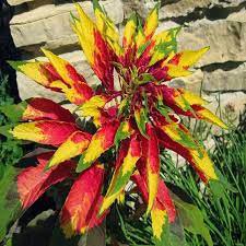 50 seeds TRICOLOR AMARANTHUS PERFECTA Summer Poinsettia Amaranth Flower