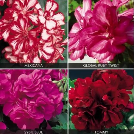 10 seeds Geranium Mixed 4 Types Rare