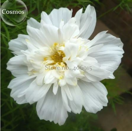 50 seeds Double Click Snow Puff Cosmos