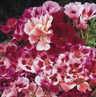 50 seeds Clarkie Godetia Double Azalea Strain Fresh Seeds