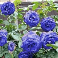 100 seeds Rare Blue Climbing Rose