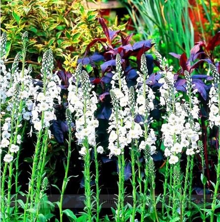50 seeds Veronica Spicata 'Noah Williams' White Spiked Speedwell Garden ...