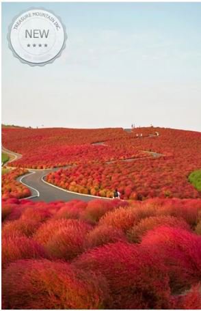 1000 seeds Red Kochia Scoparia Rare Exotic Grass Hardy Plants