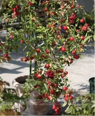 10 seeds Unusual Dwaft 'Weeping Wickson' Red Apple Tree Extraordinary ...