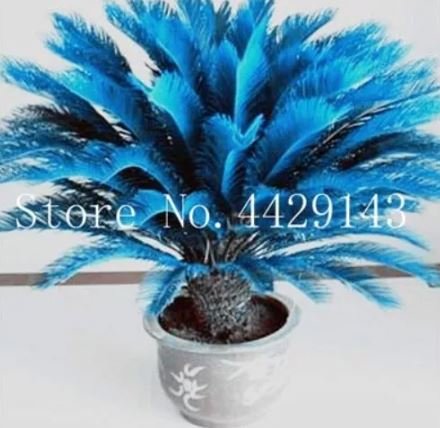 10 seeds Blue Cycas Bonsai Sago Palm Tree Plant Cycas Tree Bonsai