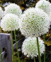 100 seeds Rare Color Giant Allium Giganteum Beautiful Flower