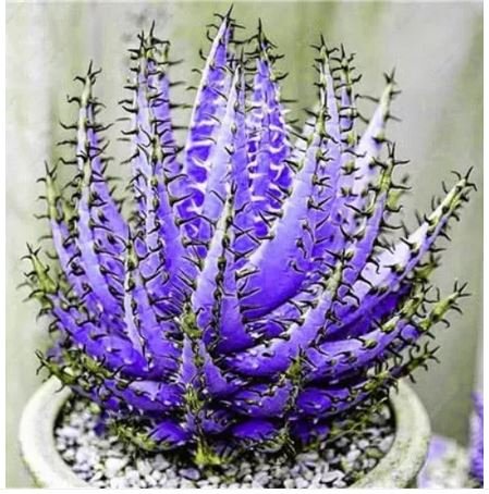 200 seeds Rainbow Aloe Bonsai Mixed Excellent Succulent Plants