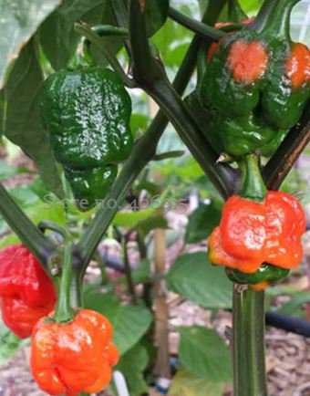10 seeds Trinidad Moruga Scorpion Red Green Chili Pepper Vegetables