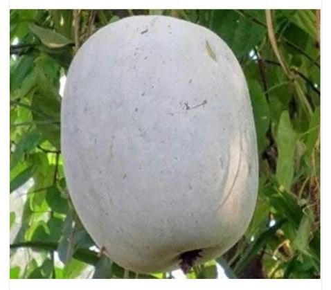100 seeds Gourd petha Seeds
