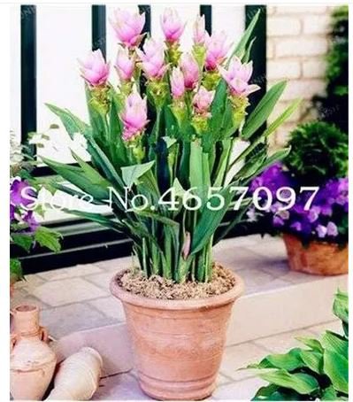 200 seeds Pink Curcuma Bonsia Flower Seeds