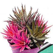 100 seeds Rare Rainbow Aloe Vera Bonsai Flowers