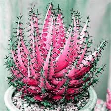 100 seeds Rare Rainbow Aloe Vera Bonsai Flowers