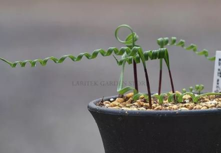 5 seeds Moraea Pritzeliana Seeds, Professional Pack