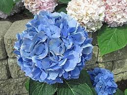 15 seeds Blue Hydrangea Paniculata Grandiflora Professional Pack