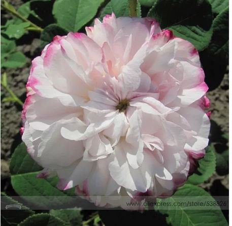 50 seeds Rarest Pink Rose Flower with Red Edge Organic Seeds