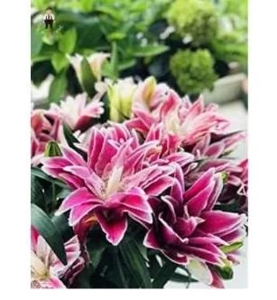 100 seeds Double Lily Flower Plants Seeds - Rose Red Flowers