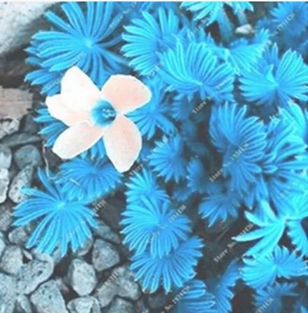 100 seeds ACID Blue Oxalis Seeds Wood Sorrel Flowers