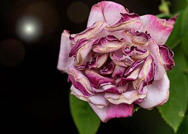 100 seeds The Death' Rose seeds