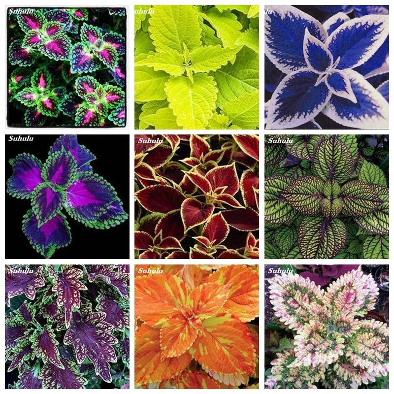 100 Seeds Janpanse Bonsai Coleus Plant Rainbow Dragon Foliage Plants