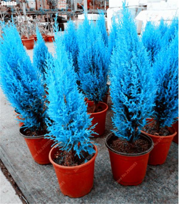 50 Seeds Italian Blue Cypress Tree Indoor Outdoor Desk Ornamental Plants
