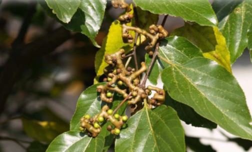 100 seeds Rare Japanese Raisin Tree Seeds, Hovenia Dulcis