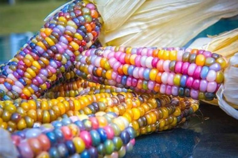 20 seeds Rare Heirloom Sweet Rainbow Corn Hybrid Seeds