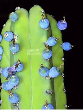 5 seeds Genuine Myrtillocactus geometrizans Bilberry Cactus Seeds
