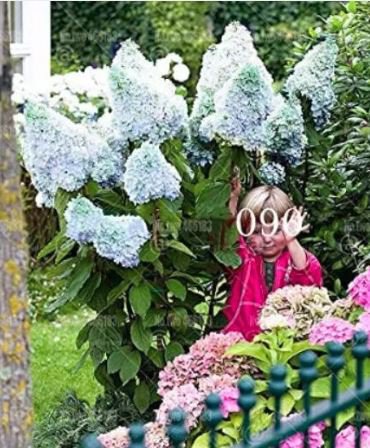 20 seeds Champagne Hydrangea Flower Seeds