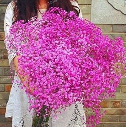 400 seeds Pink Gypsophila Paniculata Seeds Baby's Breath Graceful Flowers