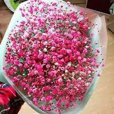 400 seeds Pink Gypsophila Paniculata Seeds Baby's Breath Graceful Flowers