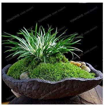 100 seeds Acorus Gramineus Seeds Bonsai Study Office Green Planting ...